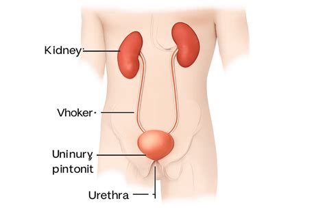 Correctly Label The Following Components Of The Urinary System