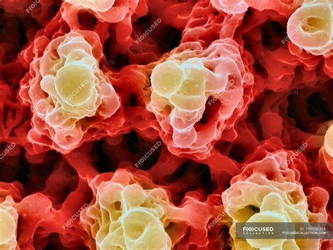 Colored Scanning Electron Micrograph Of Microstructures Formed On