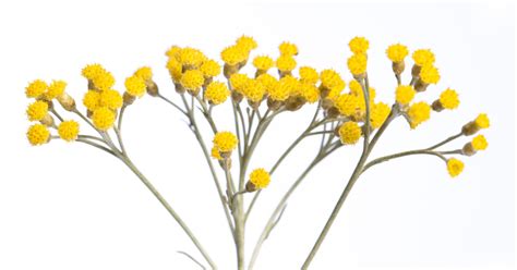 Helichrysum Leaf Oil Helichrysum Angustifolium The Fragrance