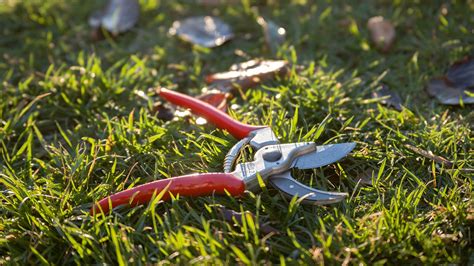 Checklist Tools And Supplies For Hand Pruning Your Shrubs Leaf And Limb