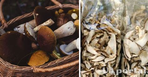 Як правильно сушити гриби в електричній духовці