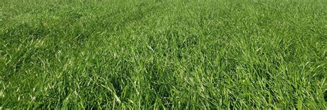 Perennial Ryegrass Cropmark Seeds Nz