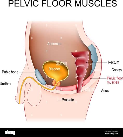 Anatomy Of Male Anus Pdf Imperforate Anus In A Male