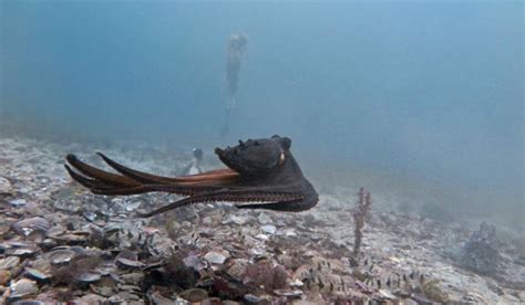 Moody Octopuses Caught Throwing Shells At Each Other For The First Time