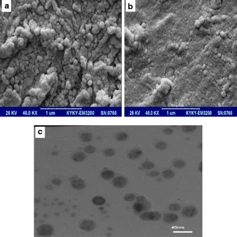 A Scanning Electron Microscopy Sem Of Fe3o4 B Sem Of Fe3o4 Chitosan Download Scientific