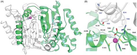 Structure Of Ecocab Pdb Code 1i6o 2 A Ribbon Representation Of The Download Scientific