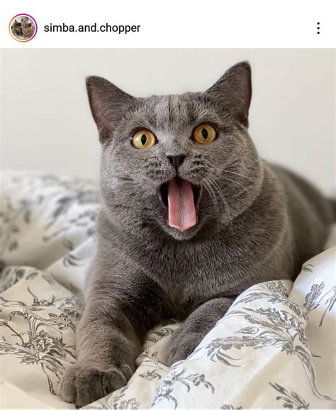 Kitten Overload Home