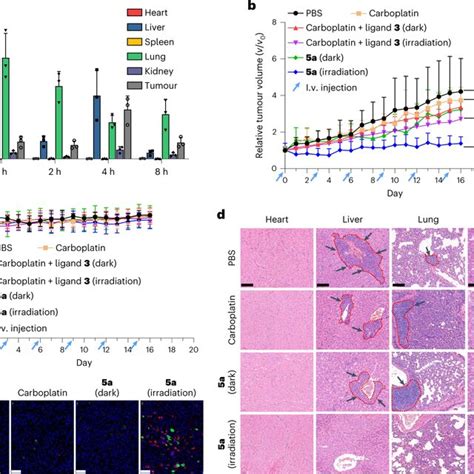 In Vivo Antitumour Effects Of 5a A Platinum Concentration In Various Download Scientific