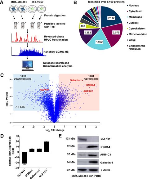 Proteomic Profiling Of 361 Pbdr Cells Identified Differentially