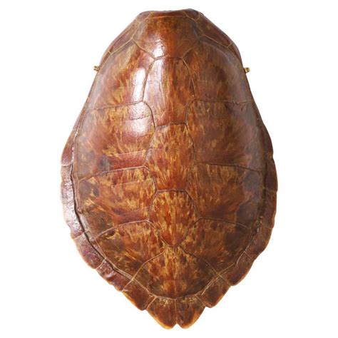Genuine American Fresh Water Turtle Shell For Sale At 1stdibs What
