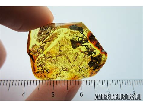 Nice Liverwort Bryophyta Fossil Inclusion In Baltic Amber 8296