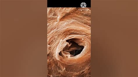 Things Under Microscope Viral Short Youtube