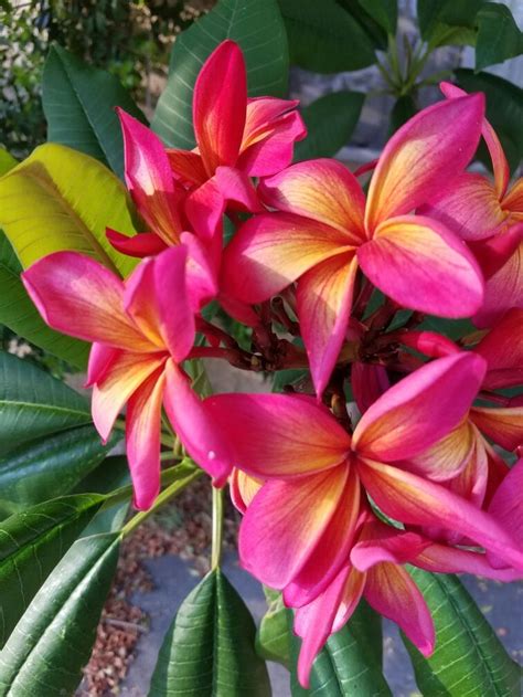 Pink Passion Flower Pictures Frangipani Plumeria