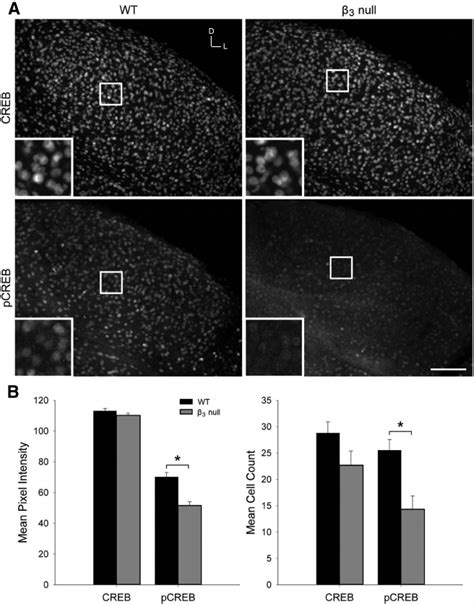 Creb And Pcreb Labeling In Wt And ␤ 3 Null Dlgn Cells A Fluorescent