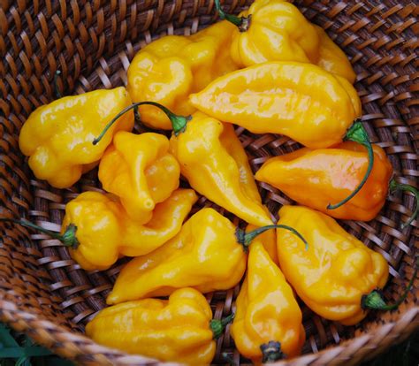 Devils Tongue Pepper Seeds