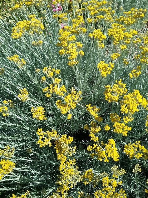 Helichrysum Angustifolium In 50mm Forestry Tube Trigg Plants
