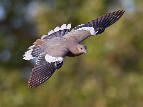 White Winged Dove Celebrate Urban Birds