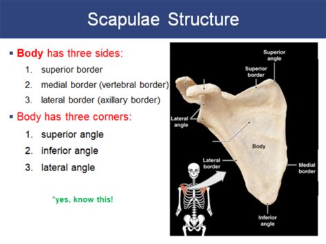The Appendicular Skeleton Chapter 8 Flashcards Quizlet