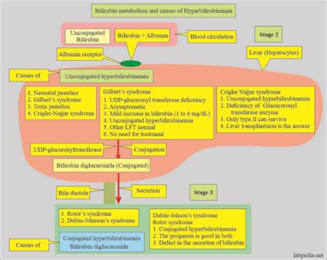 Bilirubin Metabolism And Jaundice