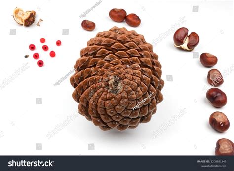 Biological Example Fibonacci Spirals Pine Cone Stock Photo Shutterstock