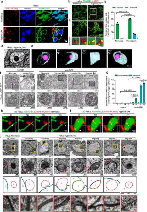 Hypoxia Promotes Mitochondria Lysosome Contacts And Induces Lysosome