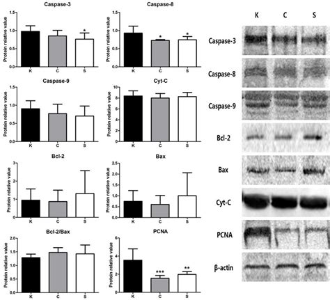 Relative Protein Amounts For All Target Proteins The Expression Levels