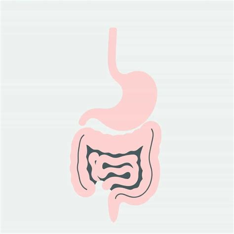 Stomach Duodenum Jejunum Ileum Colon
