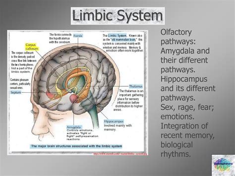 The Human Brain A Guided Tour Ppt Download