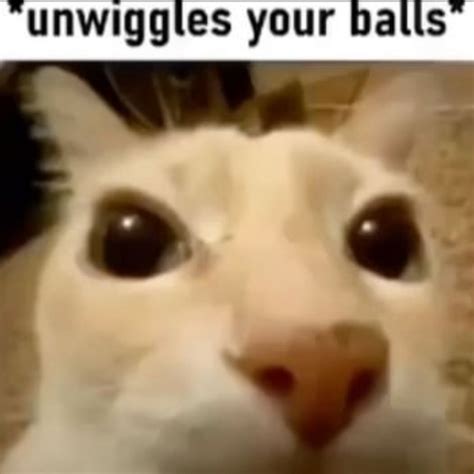 Balls Memes Cat Memes Silly Memes