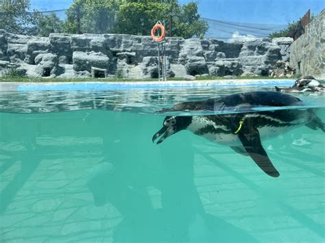 Нешо On Twitter ИНСАЈДЕРСКА ВЕСТ ПРВ ПАТ ВО МК ПИНГВИНИТЕ ИМАААТ