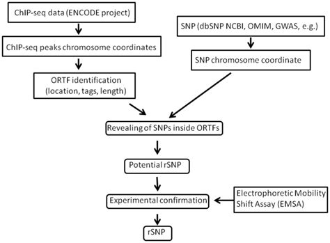 Computational Analysis Was Applied To Identify The SNPs In The Most Download Scientific Diagram