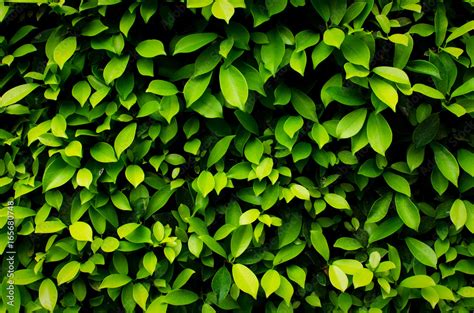 Tree Leaves Texture