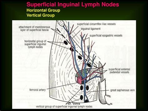Ppt Lower Limb Powerpoint Presentation Free Download Id199058