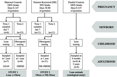 Experimental Protocol From Conception Through To Adulthood Lean