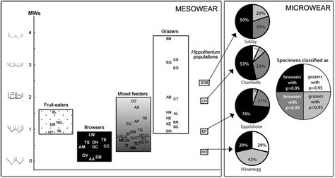 Molar Mesowear And Microwear Patterns Of The Four Populations Of