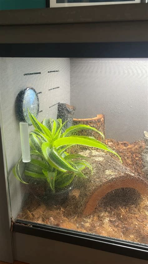 ball python weird behaviour r reptiles