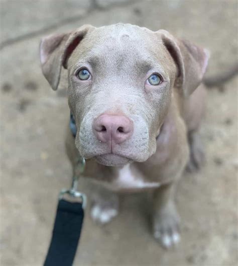 Fawn Blue Nose Pitbull Puppies