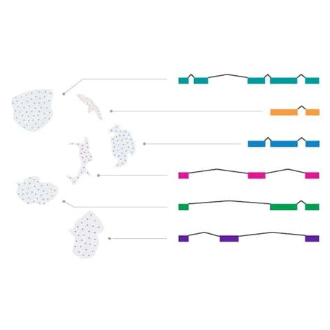 The Hifi Difference A Better Cell Atlas With Full Length Isoform Sequencing Pacbio