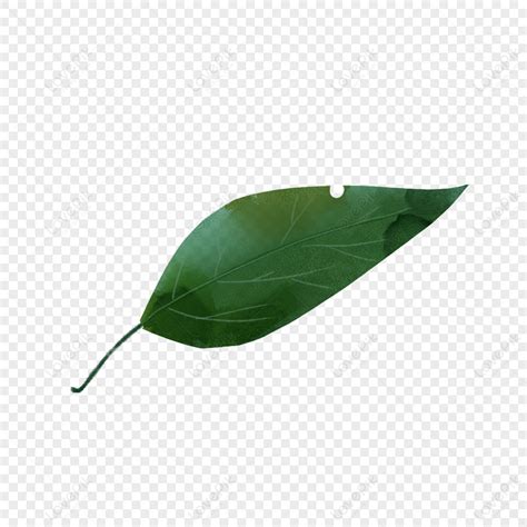 손으로 그린 식물 창조적 인 잎 요소 그림 일러스트 녹색삽화만화 Png 일러스트 무료 다운로드 Lovepik