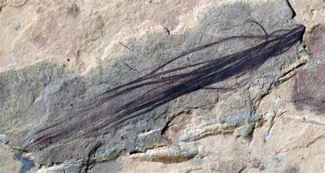 Fossilised Bird And Dinosaur Feathers From Australia