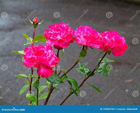 Four Delicious Raspberry Rose Colored In Color And One Still