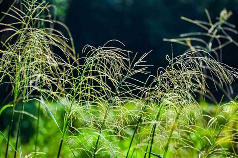 Top Solutions For An Effective Crabgrass Killer Say Goodbye To Pesky Weeds [updated October