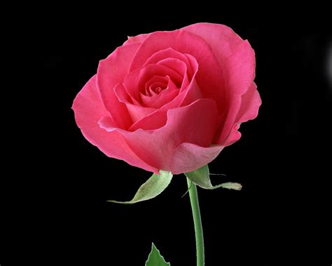 🔥 [60 ] Most Beautiful Rose Flowers Wallpapers Wallpapersafari