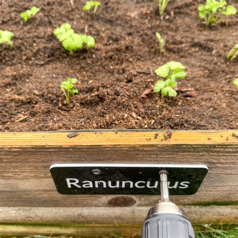 How To Grow Ranunculus