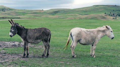 Whats The Difference Between A Burro And A Burrow