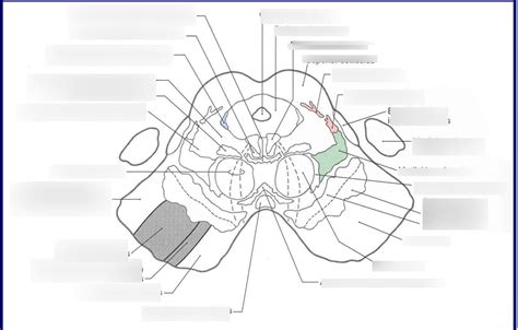 Midbrain Superior Colliculus Diagram Quizlet