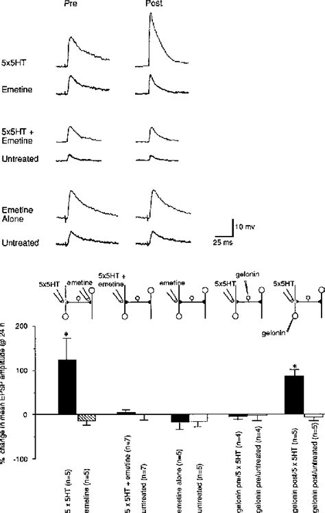 Axon Collateral Semantic Scholar