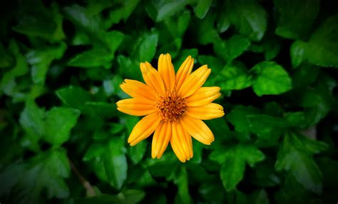A Yellow Flower With Green Leaves In The Background Photo Free