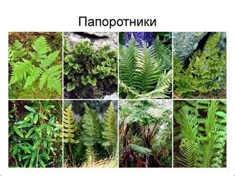 Споровые растения - презентация онлайн