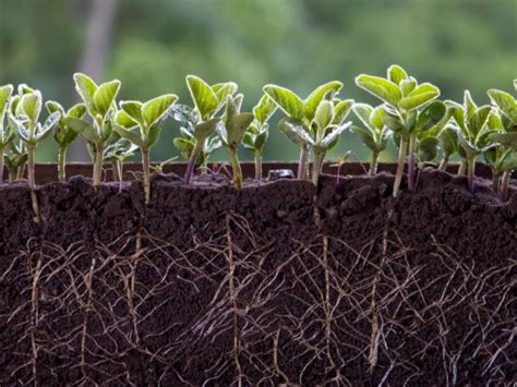 ما هي أنواع جذور النباتات؟